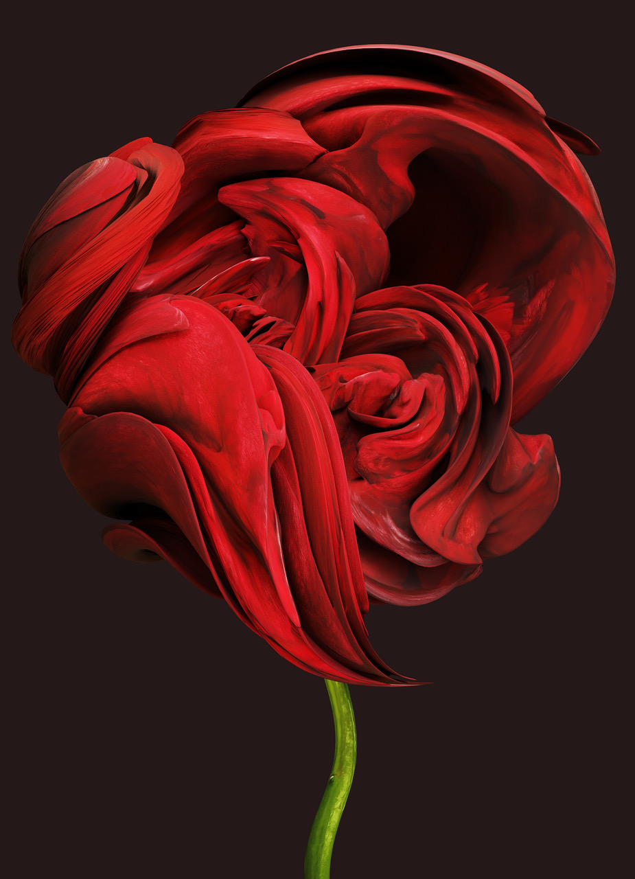 Paeonia stellaris gigas - Luxembourg Art Week