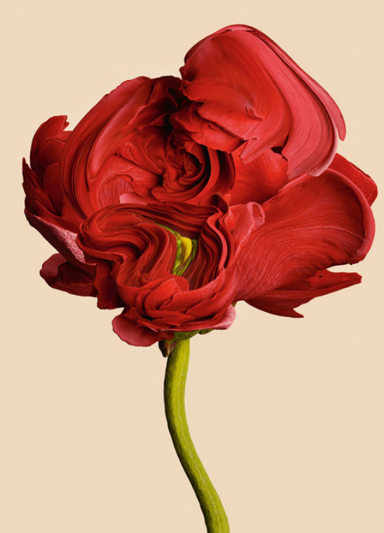 Lucens Borealis [Aurius-7c] - Luxembourg Art Week