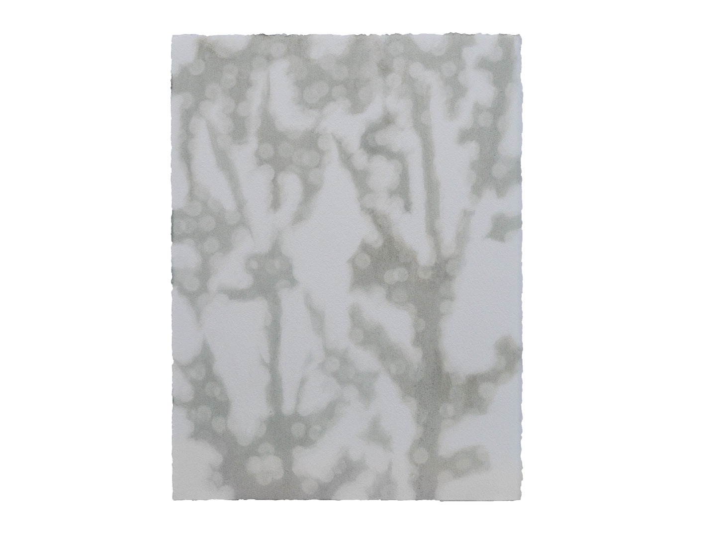 Komorebi - Branches - Luxembourg Art Week